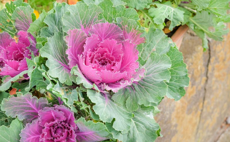 Pink cabbage stock image. Image of decoration, flower - 63304367