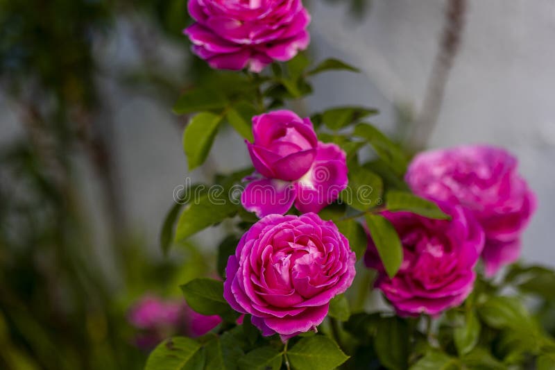 Pink Cabbage rose variety stock image. Image of botanical - 285371723