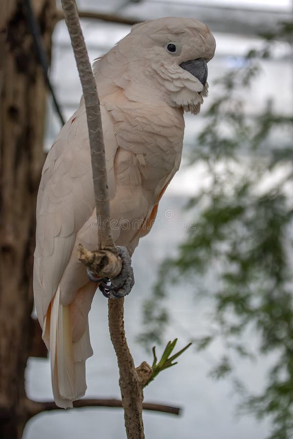 Pink cacatua bird close up stock photo. Image of fluffy - 247987814