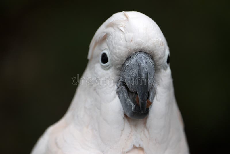 Pink cacatua bird close up stock image. Image of close - 247987823