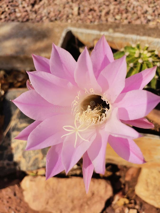 Pink Cactus bloom stock photo. Image of cactus, pink - 259847636