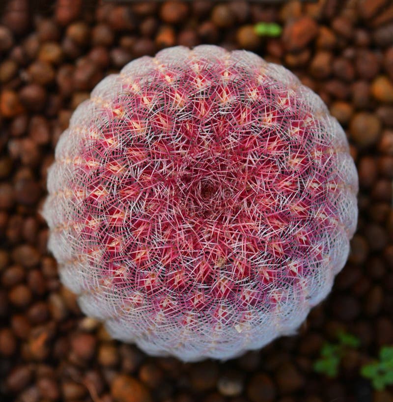 Pink cactus stock image. Image of drought, leaf, detail - 75611131