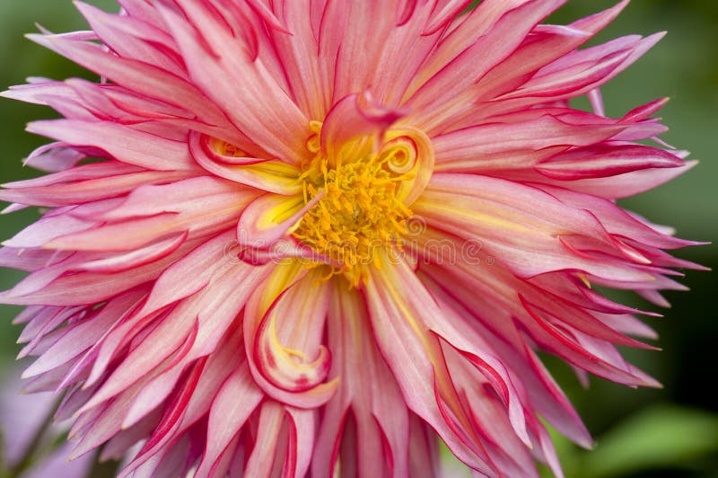 Pink cactus dahlia stock photo. Image of yellow, petals - 75537100