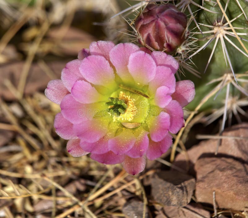 Desert Cactus Flower stock image. Image of flower, utah - 13576723