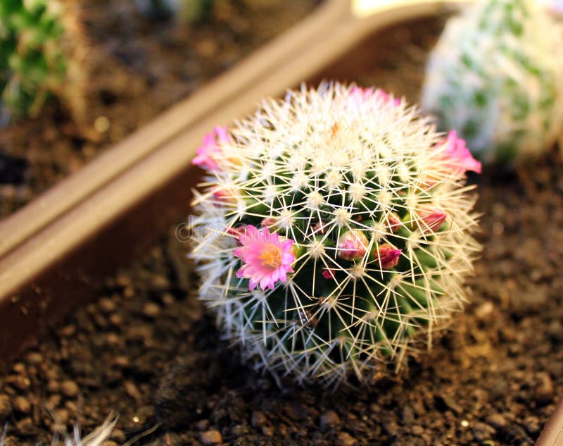 Pink cactus flower stock image. Image of bloom, cactus - 89924125