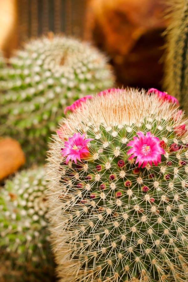 Pink Cactus Flower in Full Bloom Stock Image - Image of vertical, east ...