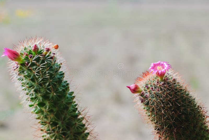 Pink Cactus Flower stock photo. Image of ball, desert - 50691504