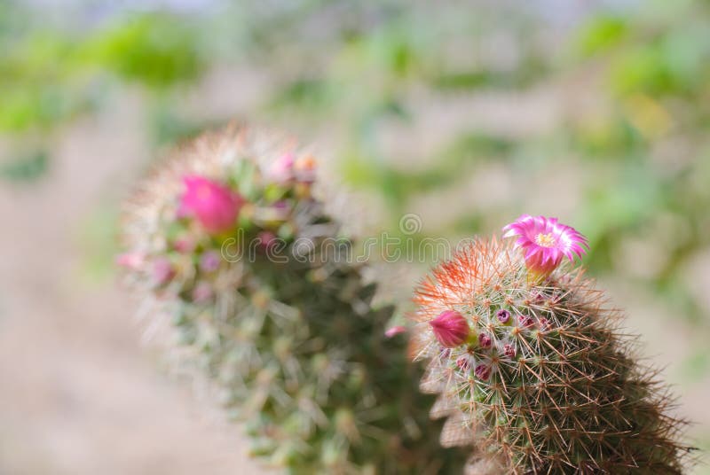 Pink Cactus Flower stock photo. Image of escobaria, pink - 50931914