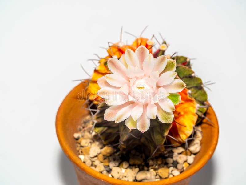 Pink Cactus Flowers with Light Yellow Stamens Visible in a Pot Stock ...
