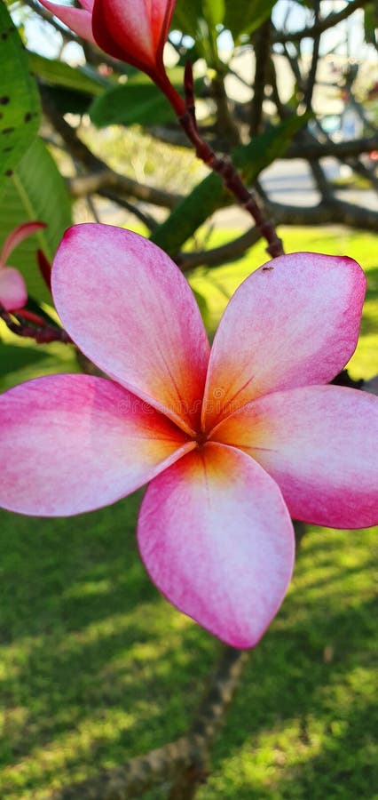Pink Calachuchi Flower stock image. Image of leaf, calachuci - 129341765