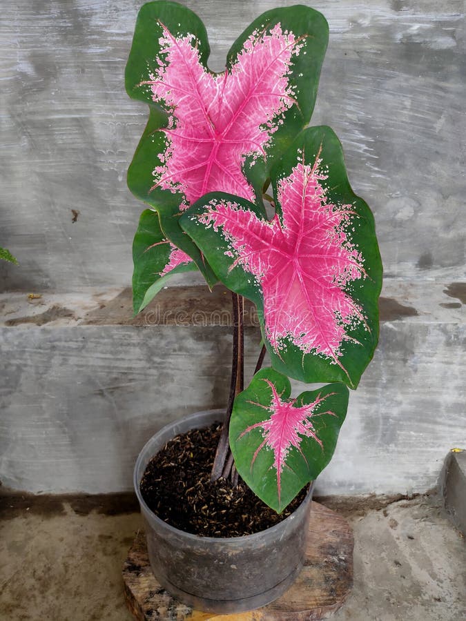 The pink caladium stock photo. Image of plant, flower - 221498656