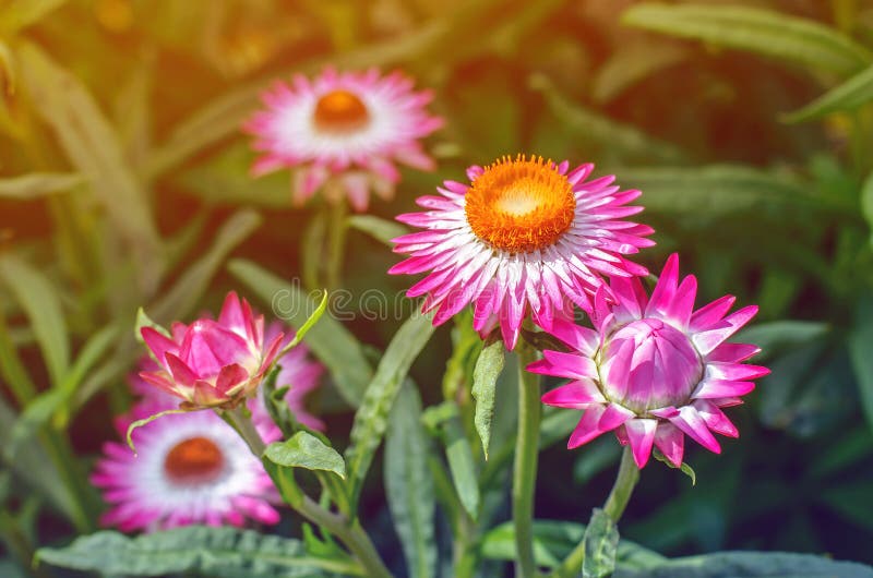 Pink Calendula Pink Flower Nature Background Stock Image - Image of ...