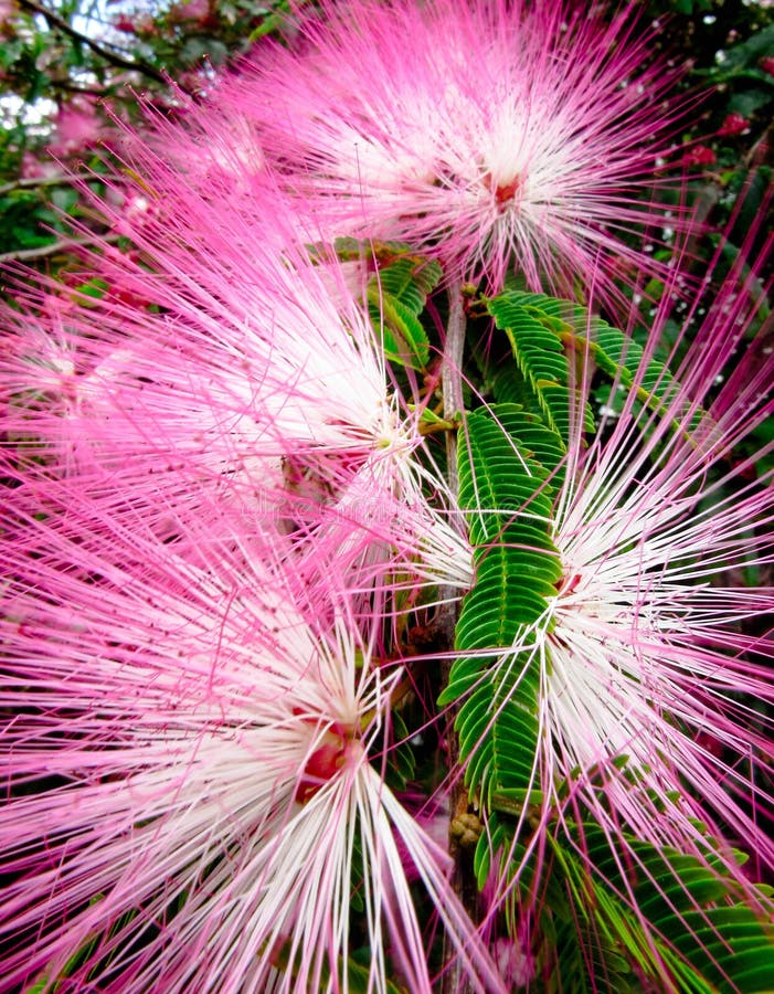 Caliandra Flowers Stock Photos - Free & Royalty-Free Stock Photos from ...