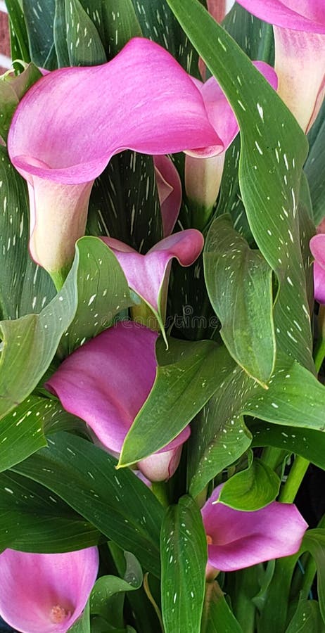 Pink calla lilly stock image. Image of green, purple - 254054671