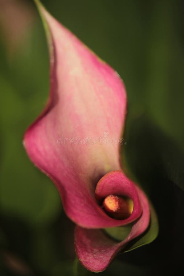 Pink Calla Lily stock photo. Image of pink, summer, rose - 95703298