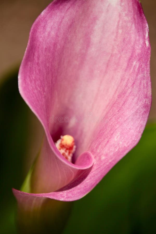 Pink Calla Lily stock photo. Image of rose, pink, flower - 96544356