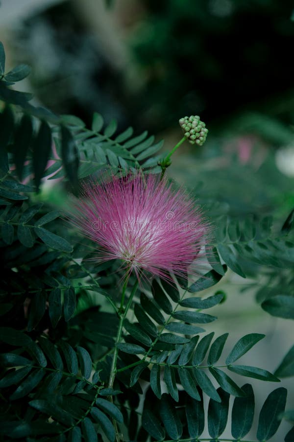 Calliandra. Flower. stock photo. Image of rainforest - 99348668