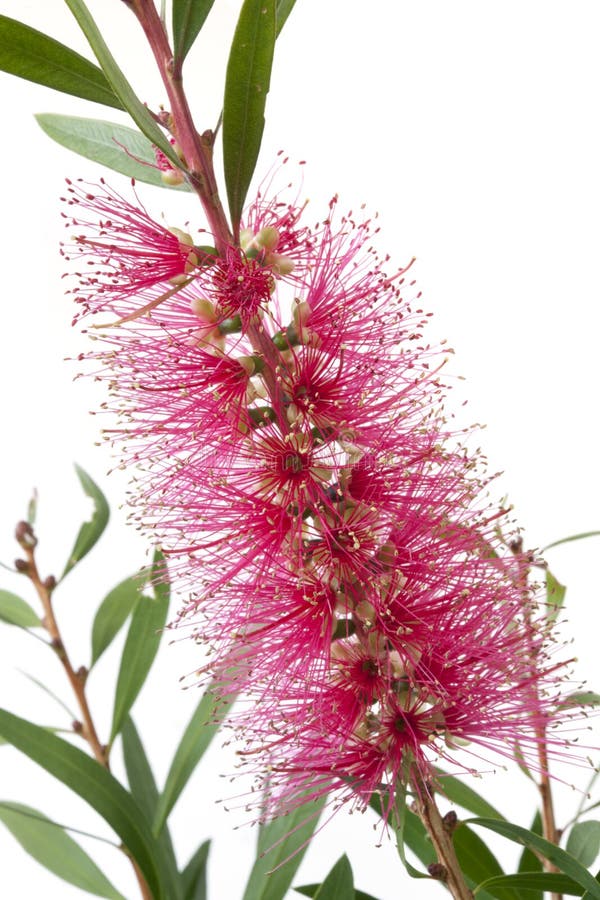 Pink Callistemon stock photo. Image of pink, flower, bottlebrush - 14861214