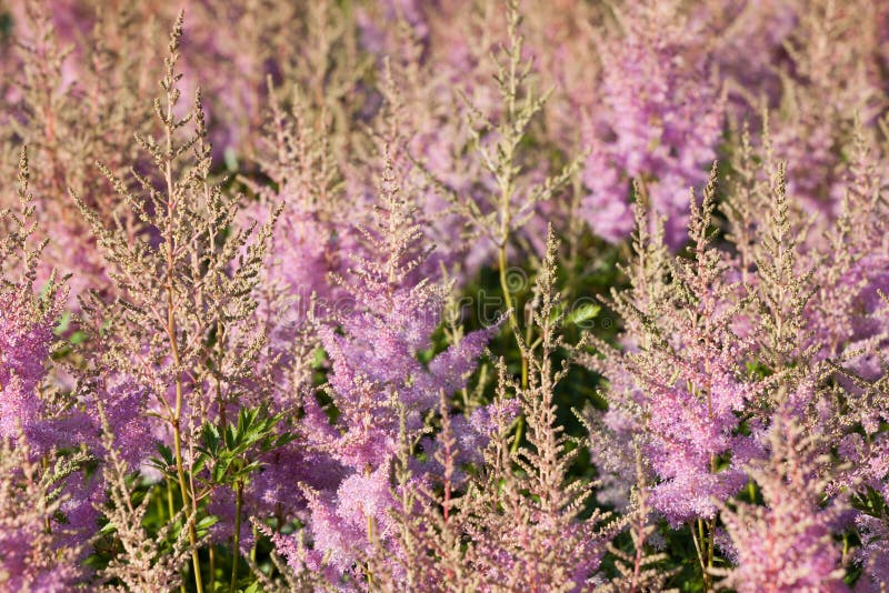 Pink Calluna Vulgaris Flower Stock Image - Image of elegance, nature ...