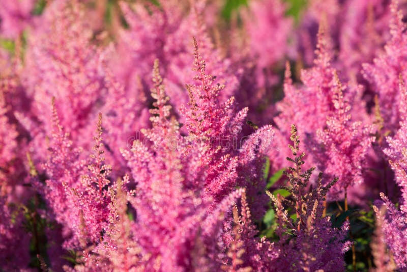 Pink Calluna Vulgaris Flower Stock Photo - Image of moorland, magenta ...