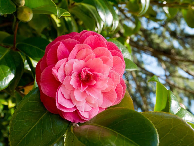 Pink camellia flower stock photo. Image of camellia, spring - 88260514