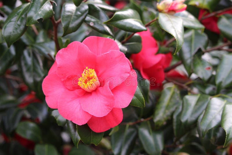 Pink Camellia flower stock photo. Image of bloom, showy - 90184592