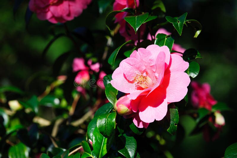 Pink camellia flower stock image. Image of gardening - 88694603
