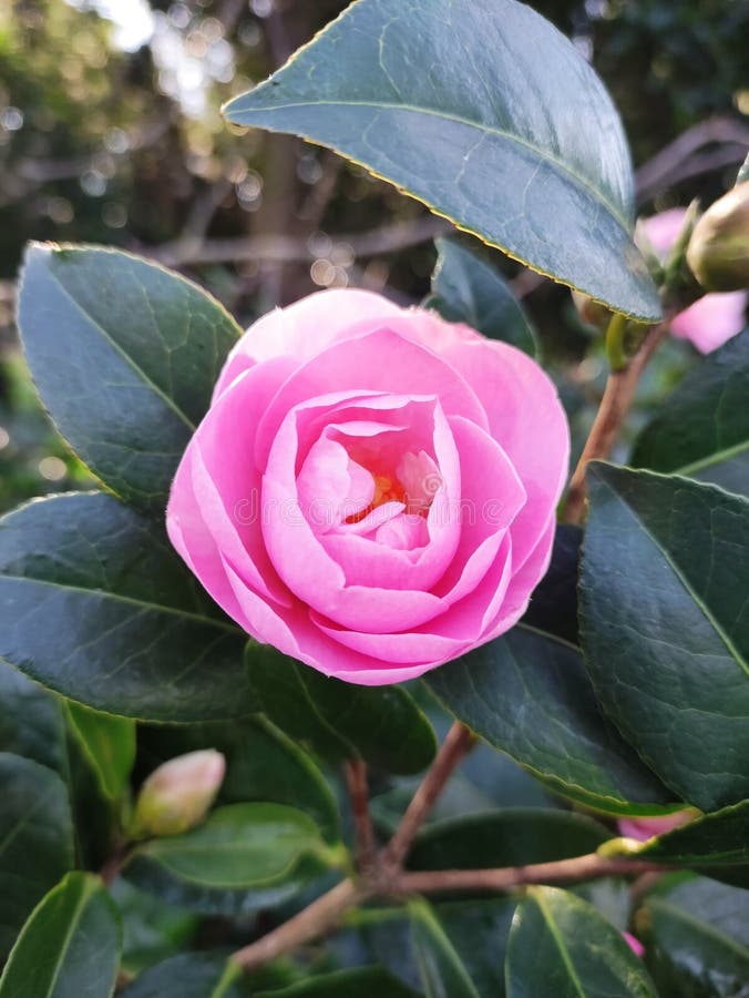 A Pink Camellia, Camellia Japonica or Camellia Sasanqua. Stock Photo ...