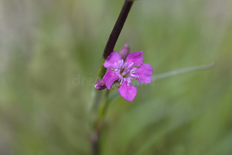 Pink Campion stock photo. Image of campion, nature, samojedorum - 241423850