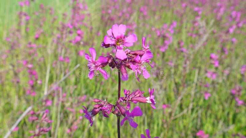 Pink campion stock photo. Image of macro, wildflower - 72905360