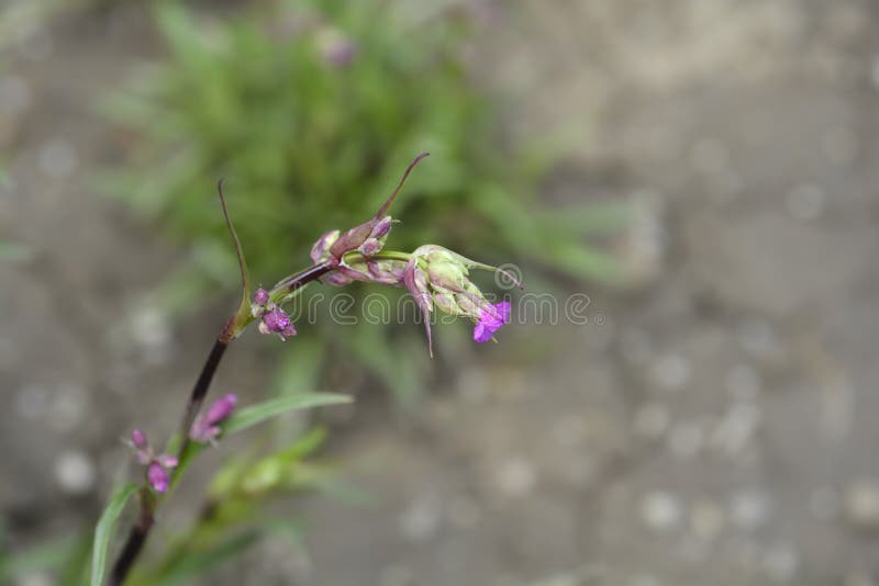 Pink Campion stock photo. Image of nature, campion, pink - 239495322