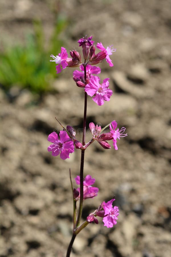 Pink campion stock photo. Image of macro, wildflower - 72905360
