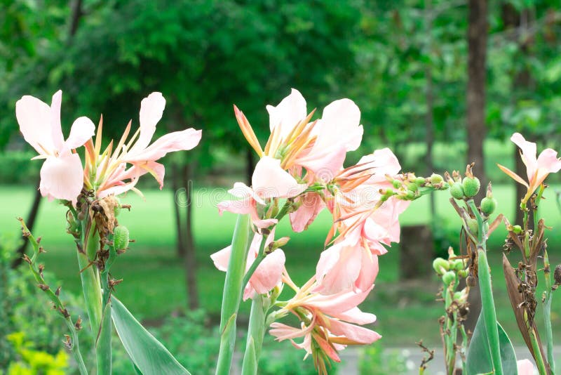 Pink Canna flower stock photo. Image of nature, natural - 42424546