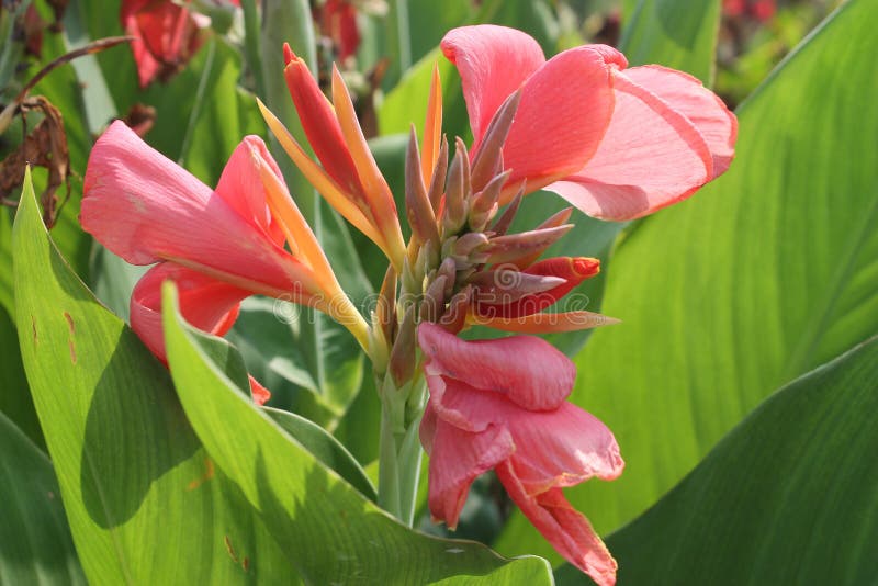 Pink Canna Indica in Bloom in a Flowerbed Stock Image - Image of green ...