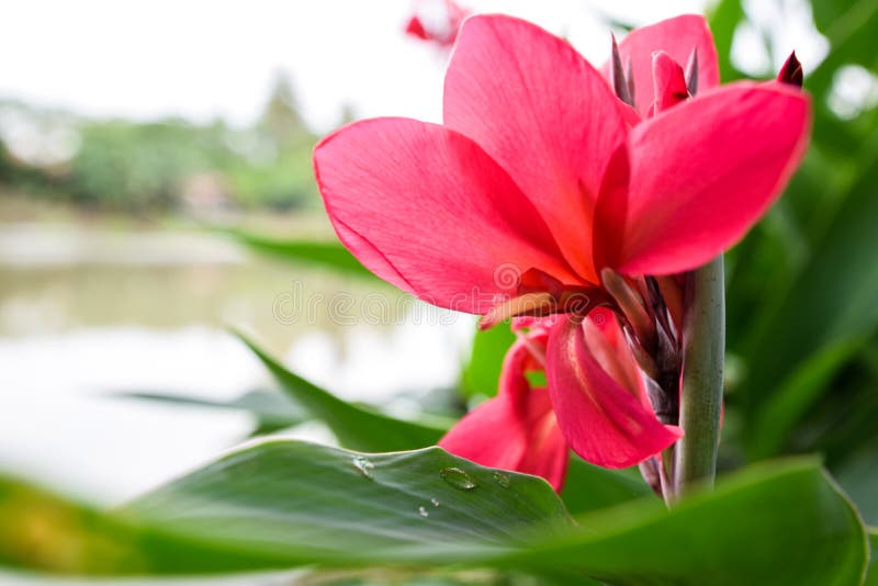 Pink Canna lilly stock photo. Image of garden, gardening - 136021760