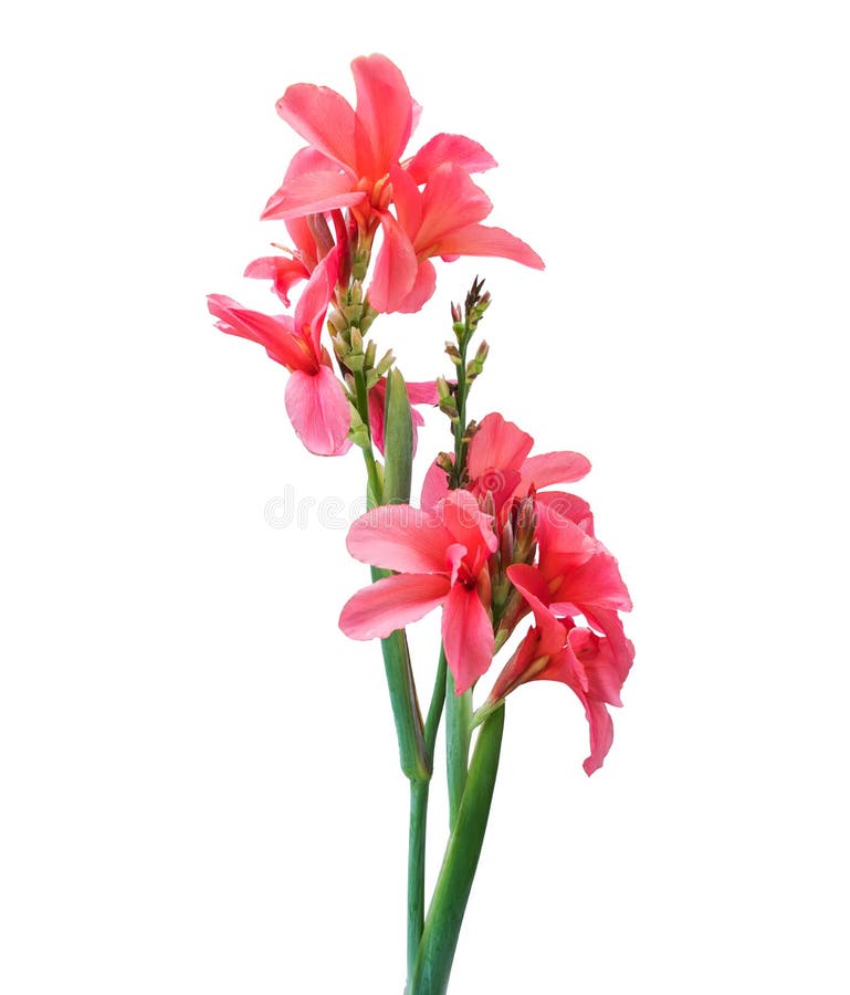 Pink canna lily flowers stock photo. Image of white - 181584820