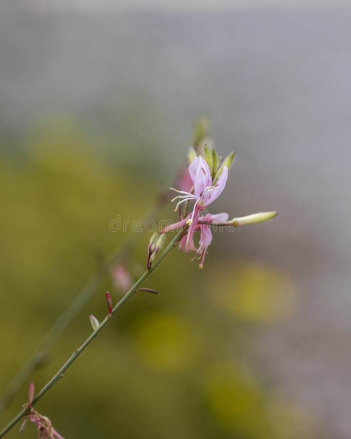 Pink Cardinal Flower Close Up Shot Stock Photo - Image of green ...