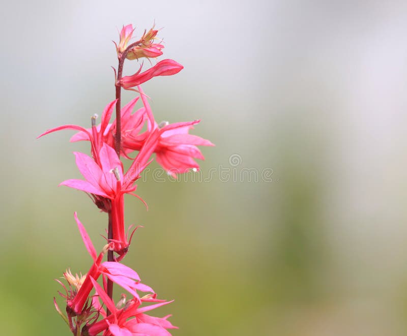 Pink Cardinal flower stock image. Image of copy, colorize - 77308459