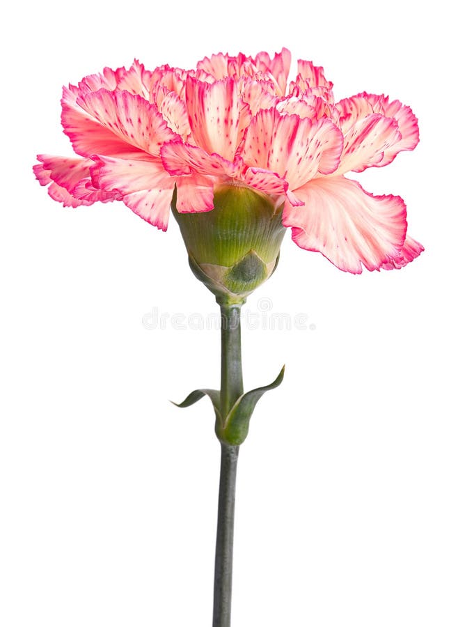 Pink Carnation Flower and Buds_close-up Stock Image - Image of beauty ...