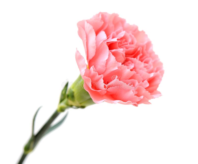 Pink carnation stock image. Image of dian, carnation - 29233263
