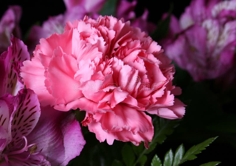 Pink Carnation stock photo. Image of romance, spring, summer - 556808