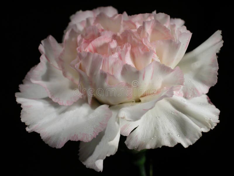 Pink Carnation Flower and Buds_close-up Stock Image - Image of beauty ...