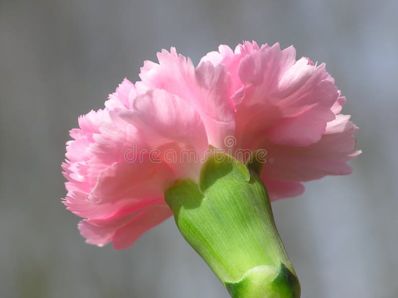 Pink carnation stock image. Image of natural, botanical - 737525