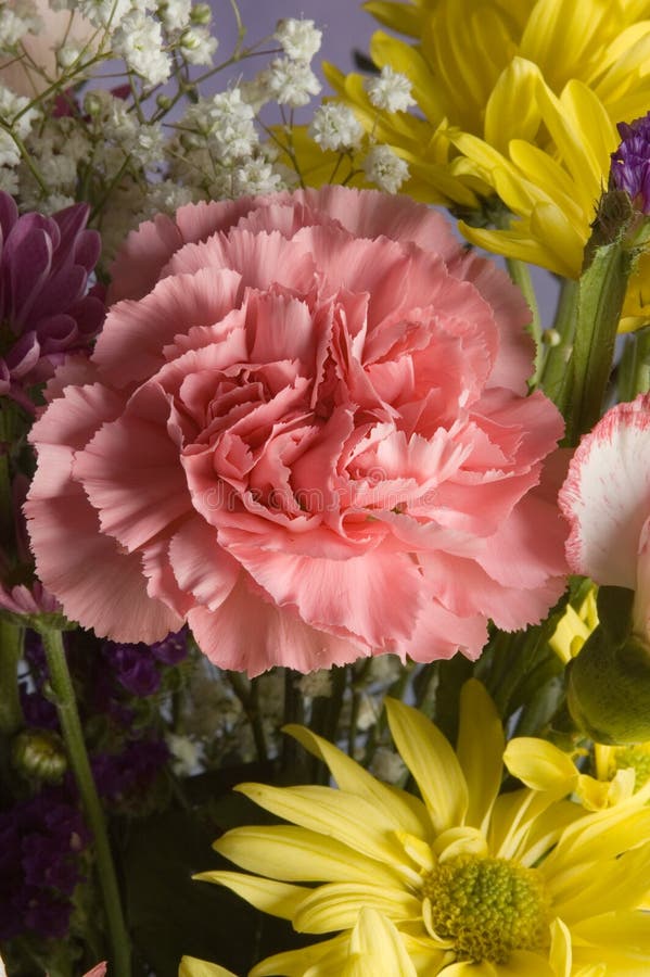 Pink Carnation stock photo. Image of isolated, summer - 3582526