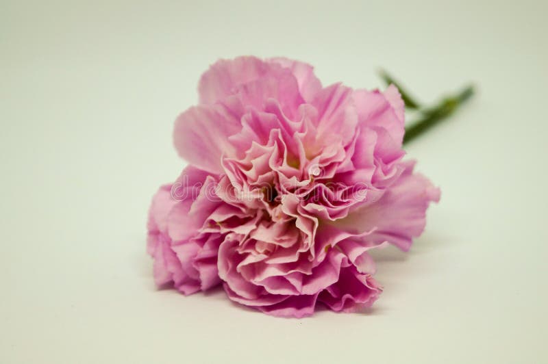 Pink Carnation Isolated White Background. Stock Photo - Image of macro ...