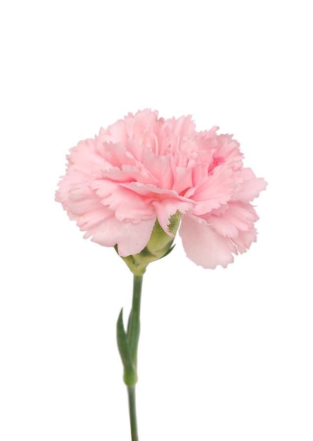 Red and Pink Carnation Bouquet. (horizontal) Stock Image - Image of ...