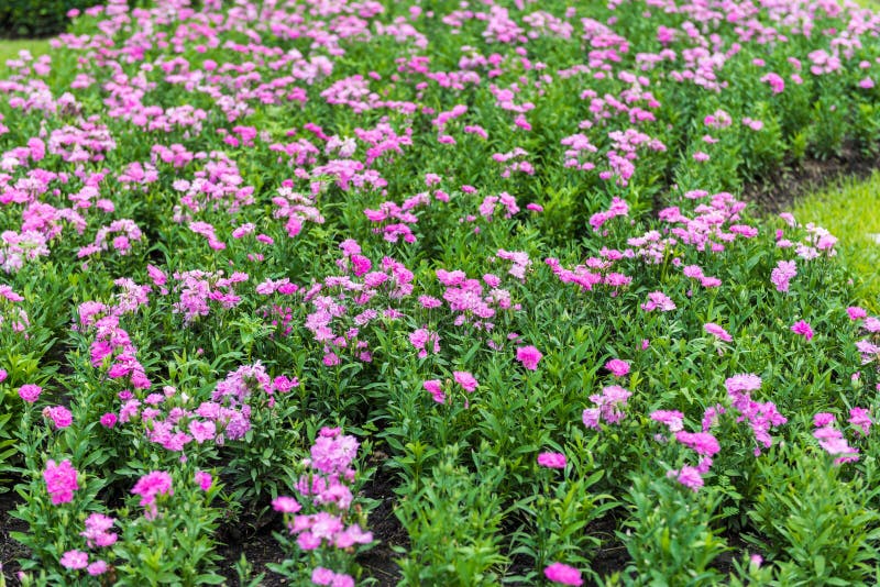 Pink Carnation blossoming stock image. Image of little - 47926269