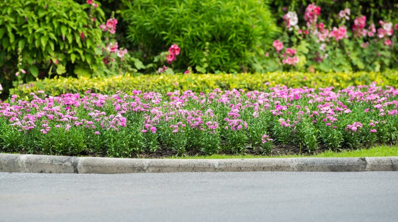 Pink Carnation blossoming stock image. Image of field - 49324135