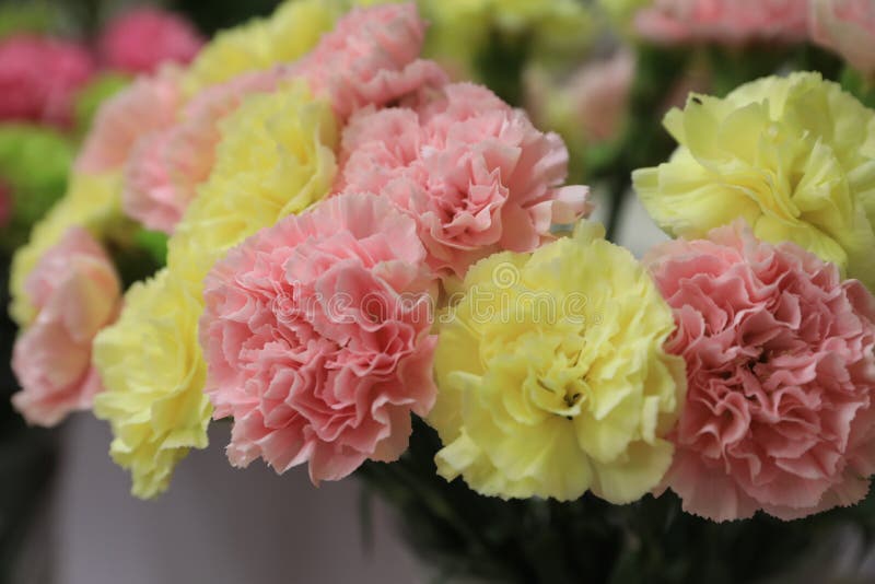 Carnations stock image. Image of color, outdoors, flowers - 156377233