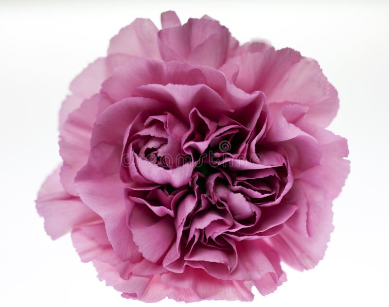 Pink Carnation close-up stock photo. Image of painterly - 27397394